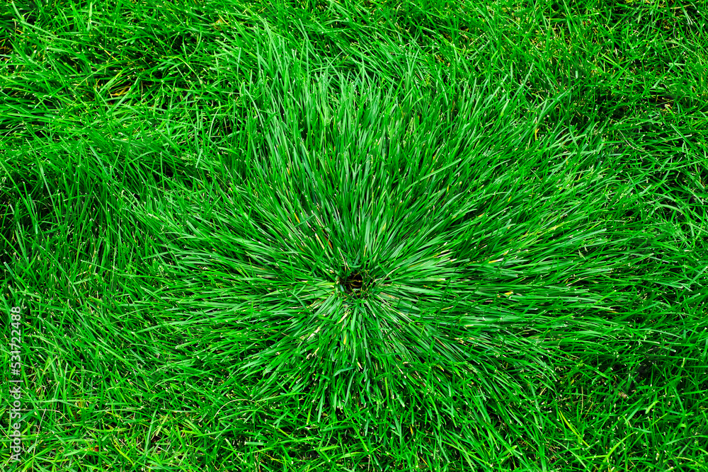Lush Green Grass Growing Long on Lawn or Yard Growth with Sprinkler ...