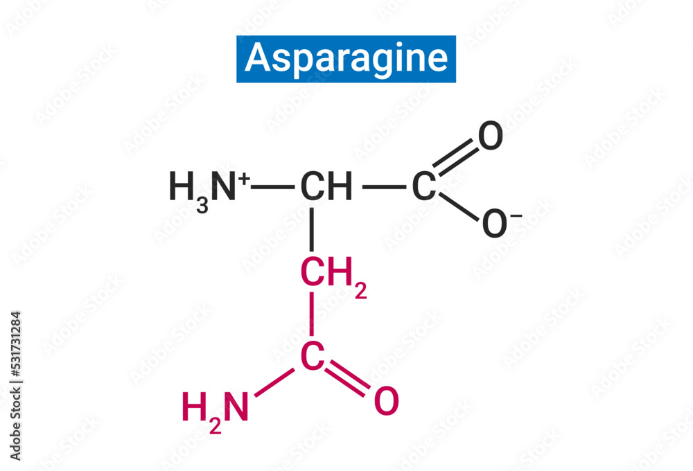 Asparagine (symbol Asn or N) is an alpha-amino acid that is used in the ...