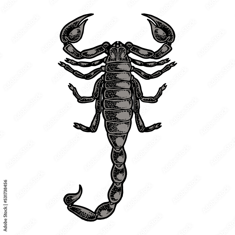 Scorpion color sketch engraving PNG illustration with transparent ...