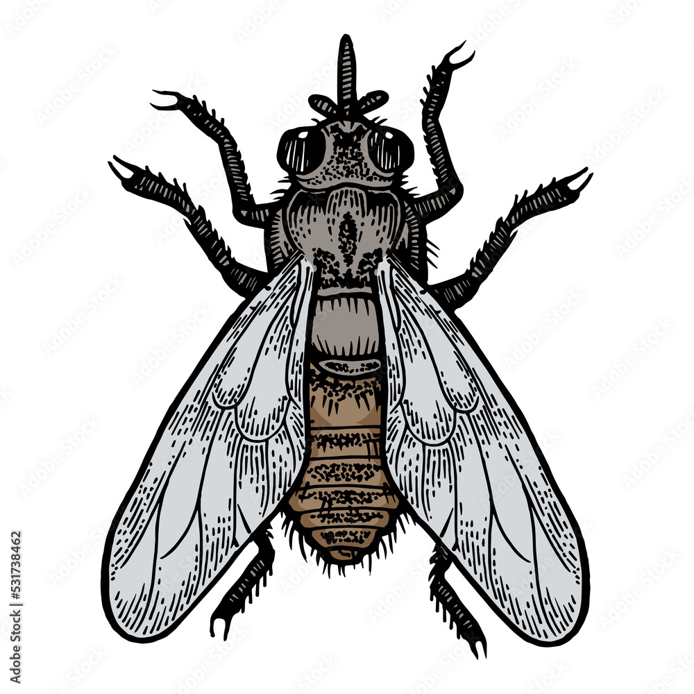 Tsetse fly insect color sketch engraving PNG illustration with ...