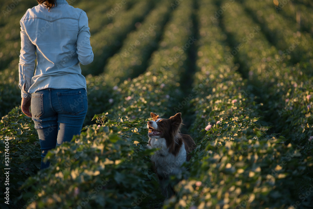 Back view young farmer woman with dog. .Back view young farmer woman ...