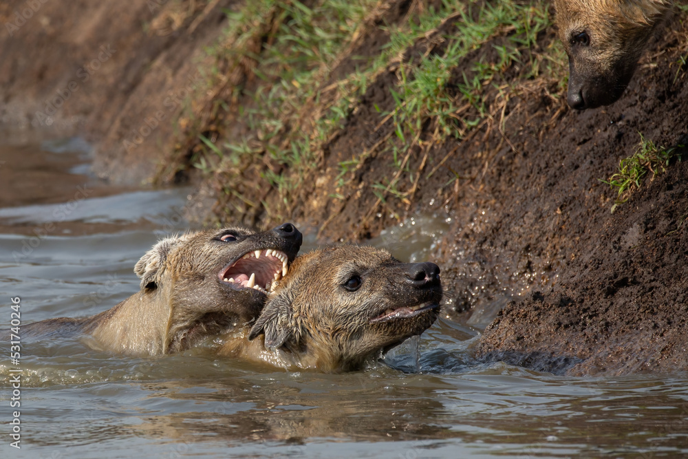 Swimming spotted hyenas with heads above water and one biting in the ...