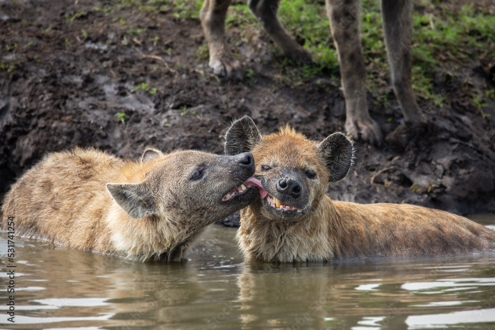 Spotted hyenas grooming each other, licking other hyaena face while ...