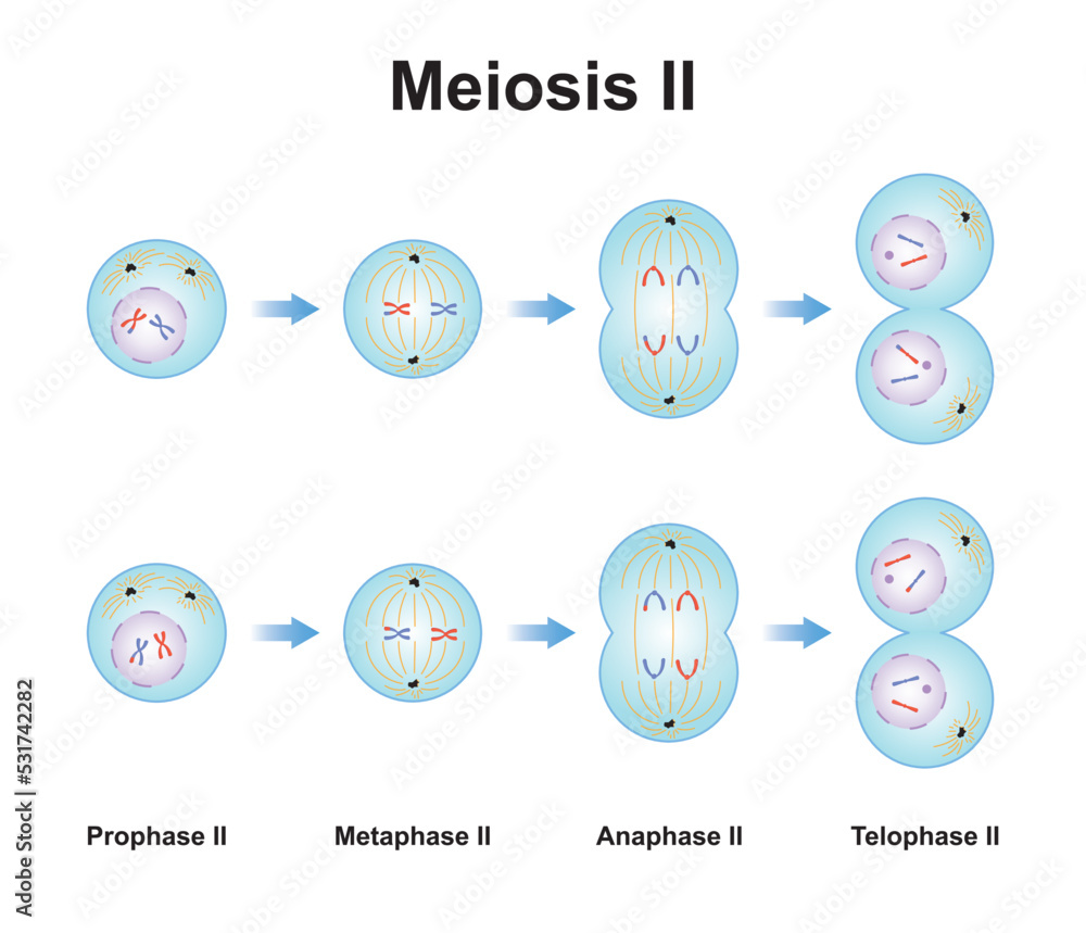 Scientific Designing Of Meiosis 2 The Second Stage Of Meiosis Process