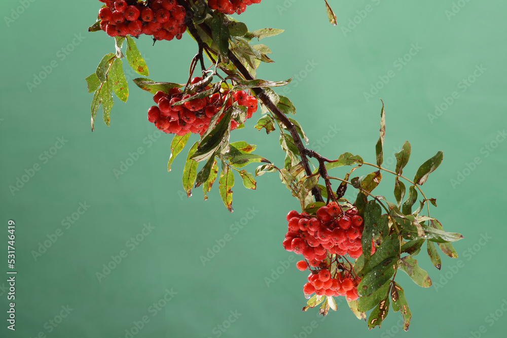 red poisonous rowan berries sorbus aucuparia with water drops close up ...
