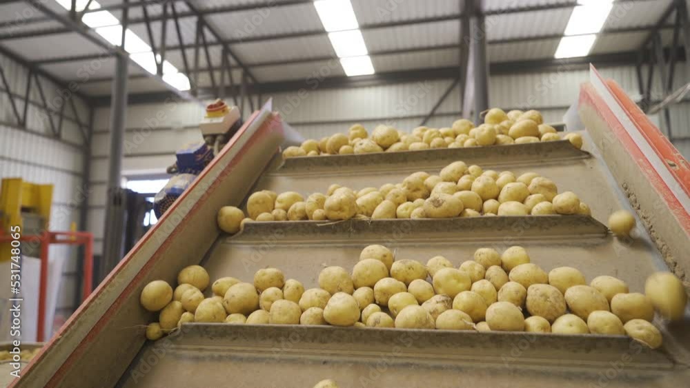 The potatoes that go on the conveyor belt are stored and packaged ...