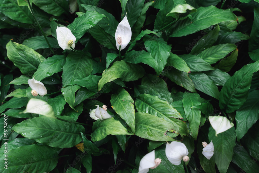 Peace Lily plant with petal, monocot houseplant glowing in formal ...
