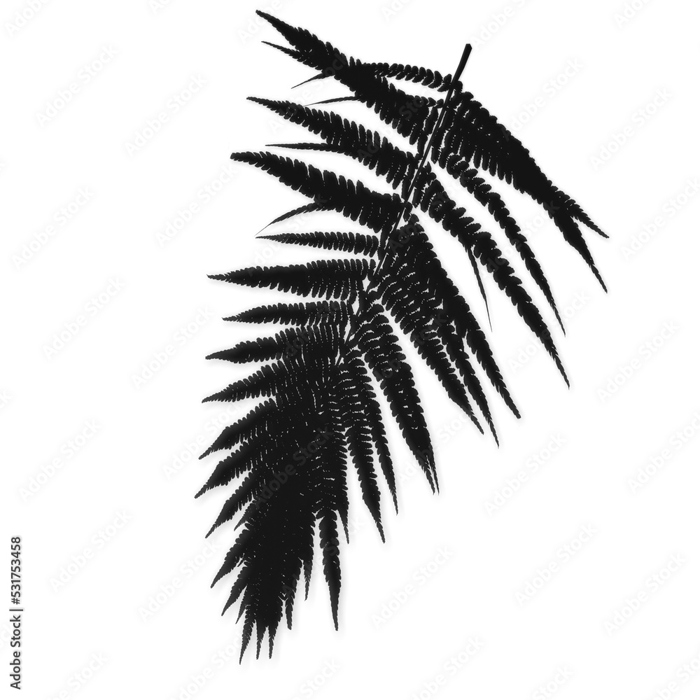 Shadow of Fern leaf plant on transparent background. Fern leafs hard ...