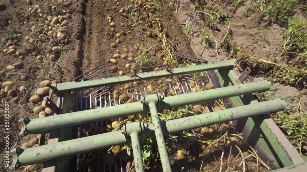 Potato removal from the soil, potato harvest. Potato harvest. Potato ...