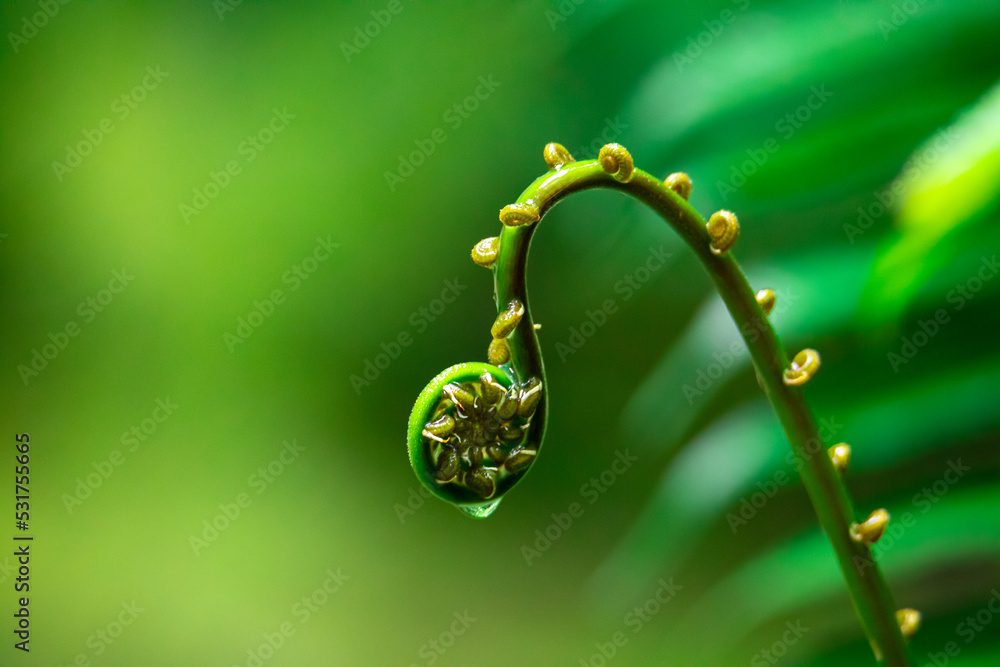Beautiful shape of unfurling tree fern spotted in a rainforest in Costa ...