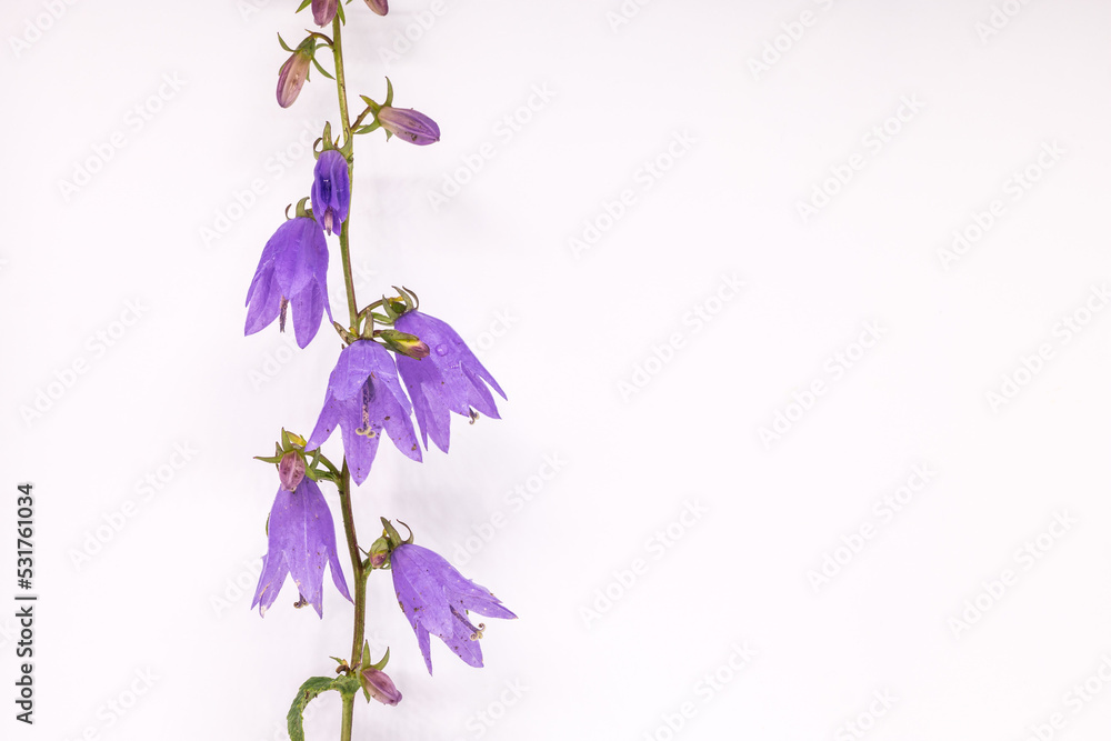 Campanula rapunculoides flower. Common names creeping bellflower ...