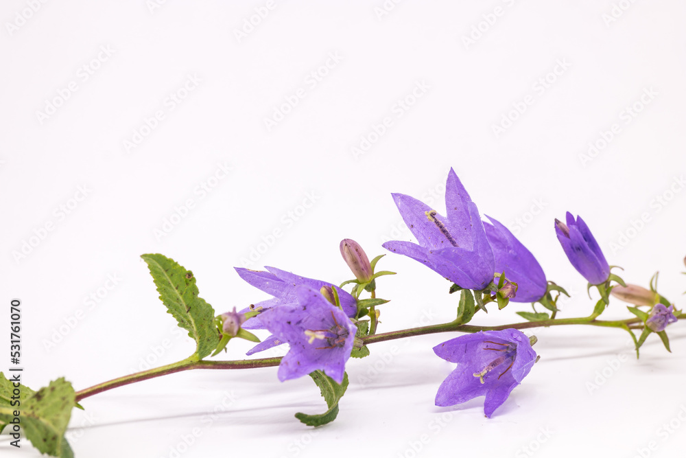 Campanula rapunculoides flower. Common names creeping bellflower ...