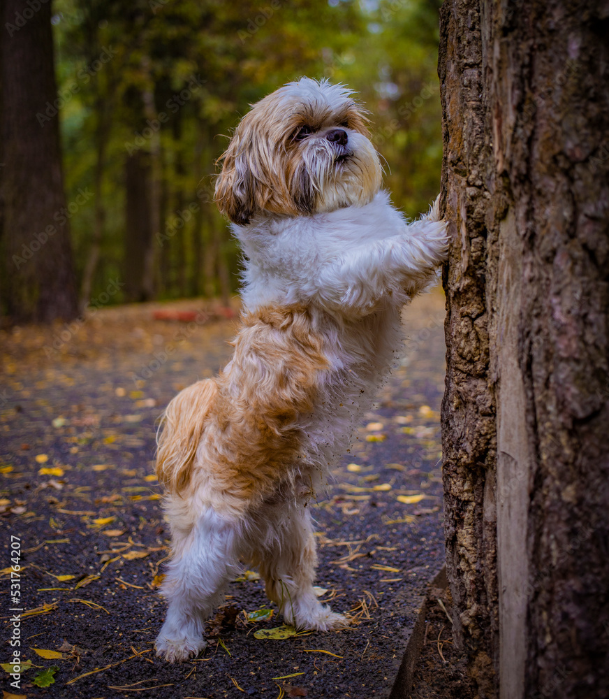 shih tzu dog stands near a tree in the park in autumn Stock-Foto ...