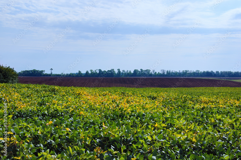 Stockfoto Farm field growing soybeans. Agriculture field after the ...