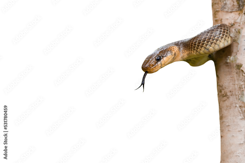 Aesculapian snake, zamenis longissimus, hissing on a branch of tree ...