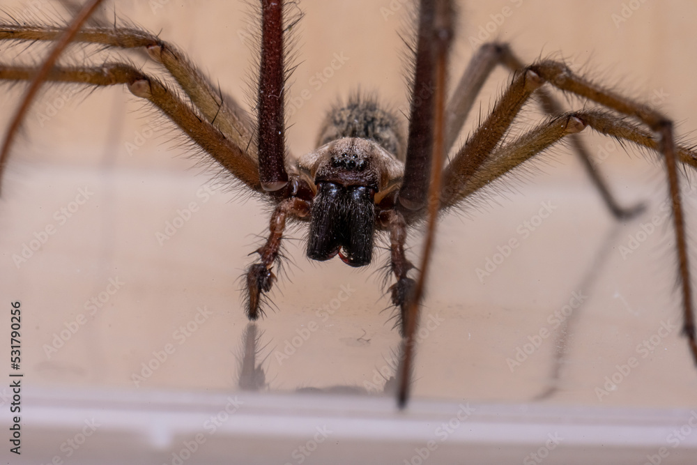 Macro photo of a Eratigena atrica also known as Giant house spider ...