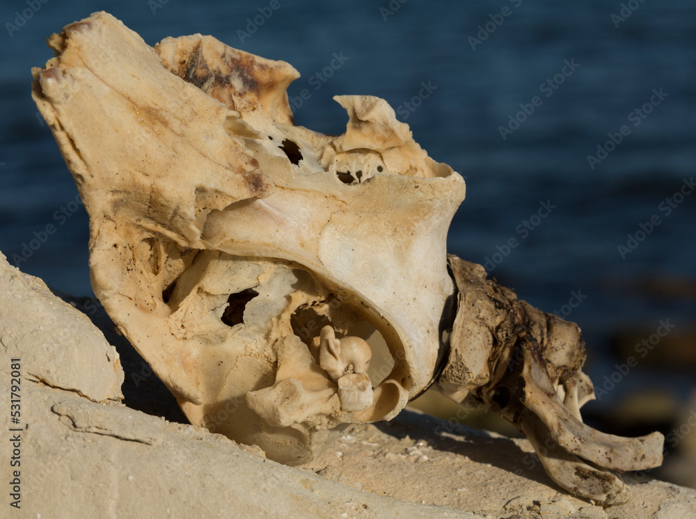 Decomposition of the corpse of a Black Sea dolphin. The skull of a ...