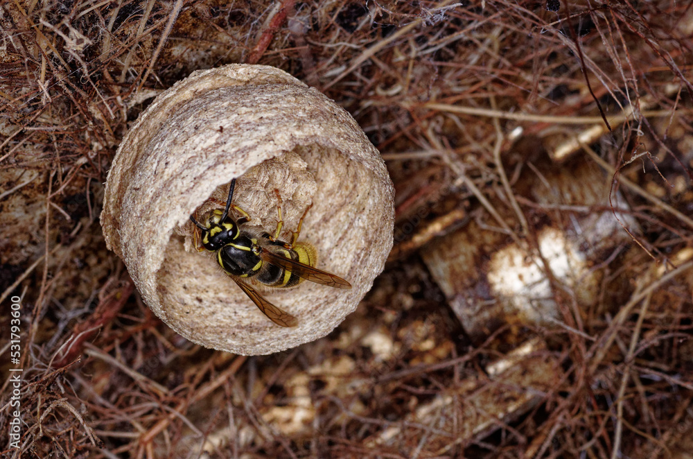 Une fondatrice de la guêpe commune sur son nid (Vespula vulgaris) Stock ...