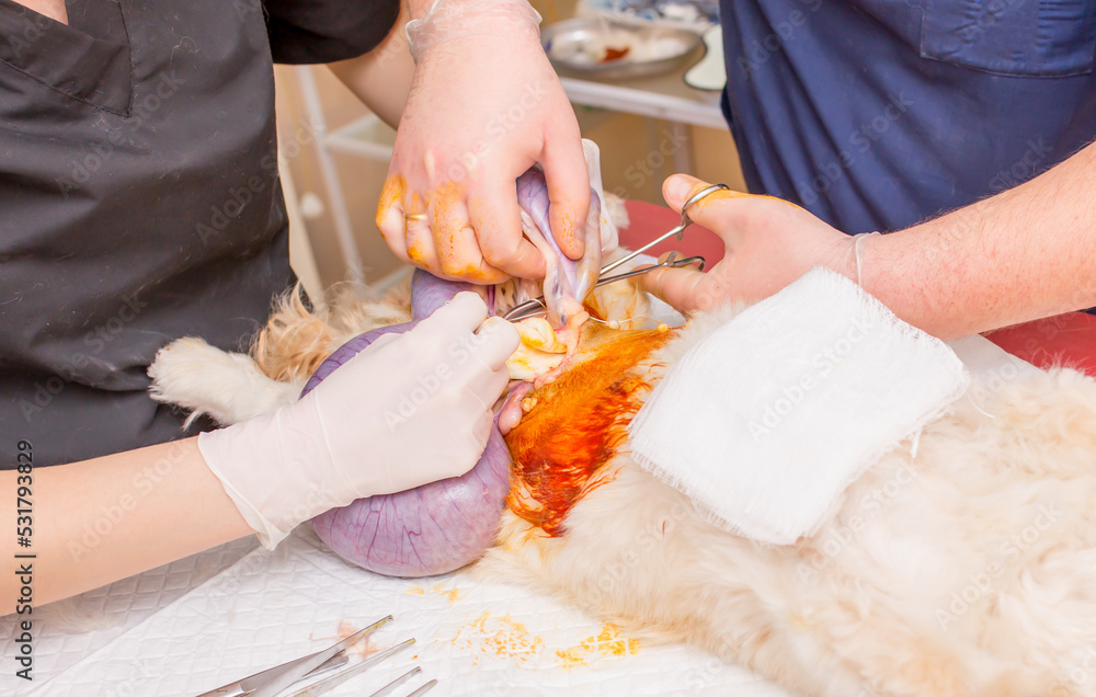 Veterinary clinic, a surgeon doctor performs an operation to remove ...