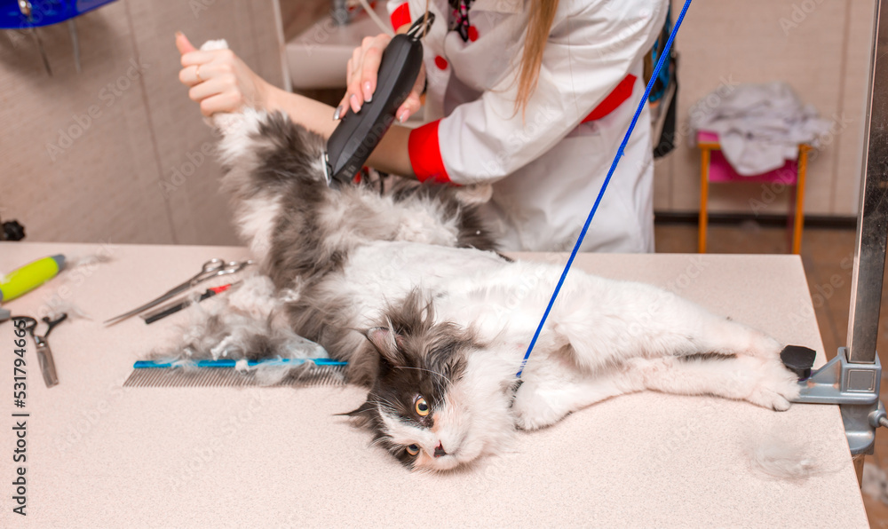 Grooming animals, haircut, drying and styling cats, combing wool ...