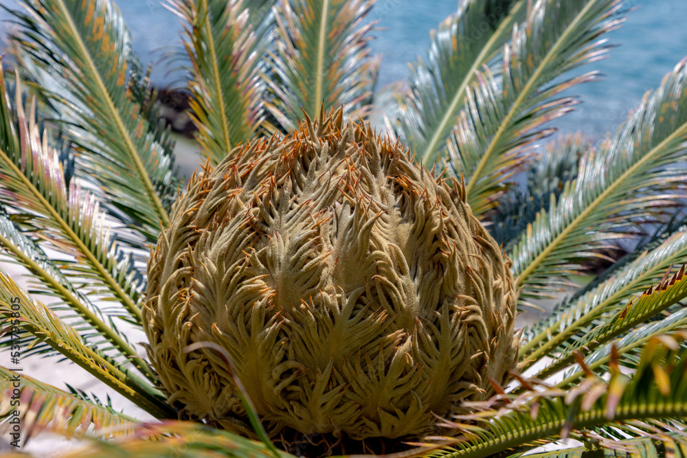 Selective focus of green leaves and male cone, Cycas revoluta is a species of gymnosperm in the ...