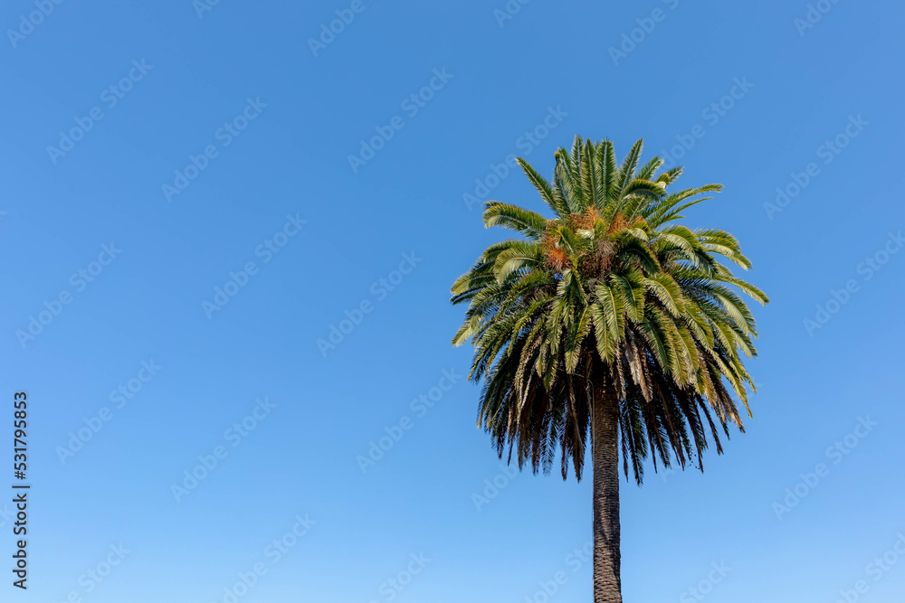 Fotka „Long palm tree with blue clear sky, Palm is any member of the ...