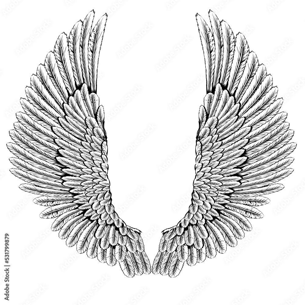 Vintage heraldic wings sketch. Monochrome stylized birds wings. Hand ...