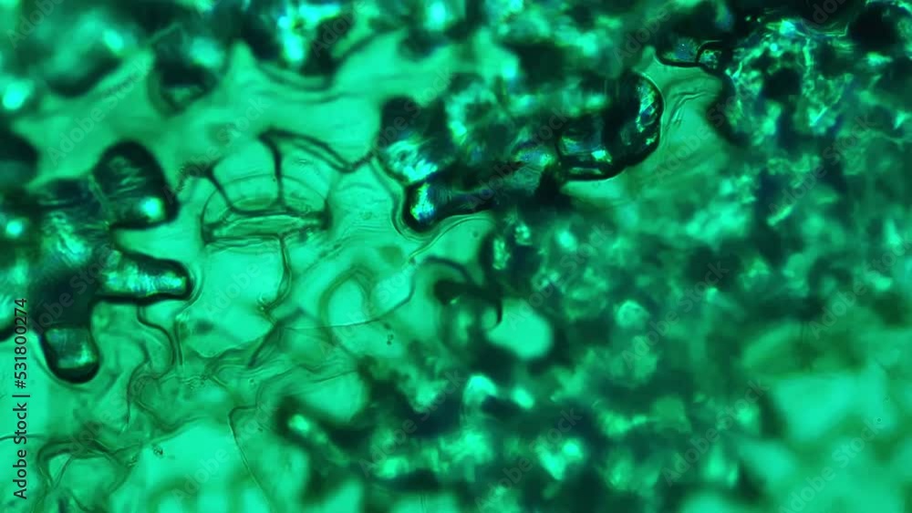 Lower epiderm of leaf of horsebean W.M. under microscope 400x against ...