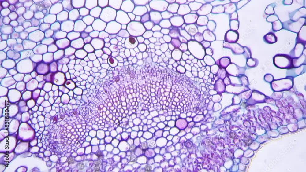 Leaf of Ligustrum lucidum in transversal section magnified under ...