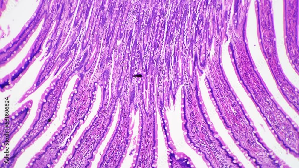 Vidéo Stock Whole mount of smooth muscle magnified by laboratory ...