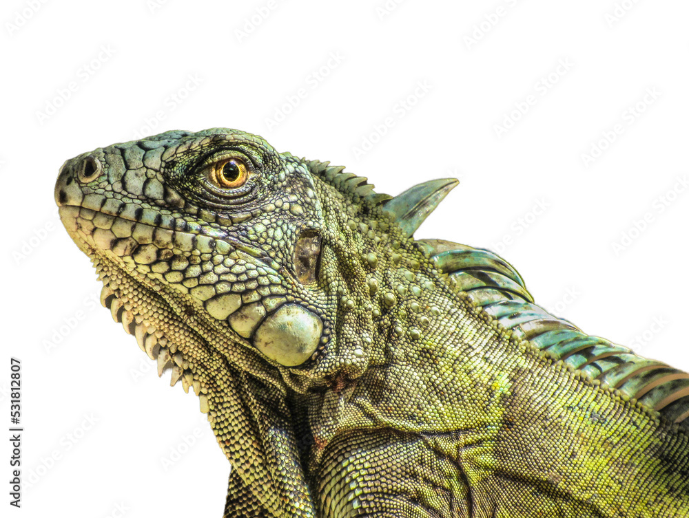 iguana transparent background, PNG Stock Photo | Adobe Stock