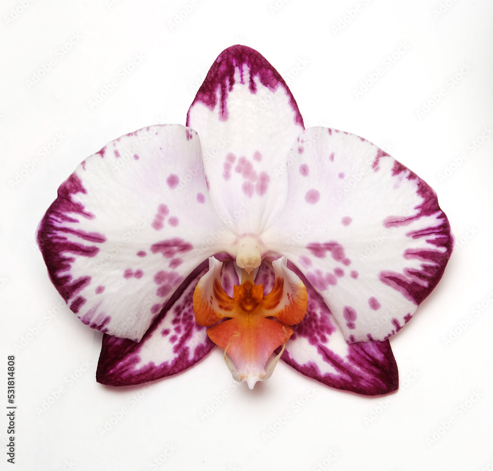 Phalaenopsis cultivar Bernadette orchid flower on a white background ...