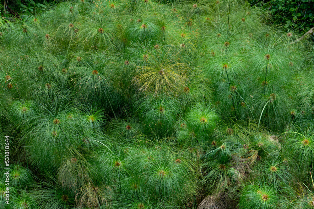 Paper reed or Nile Papyrus "Cyperus papyrus" leaves, leaves texture ...