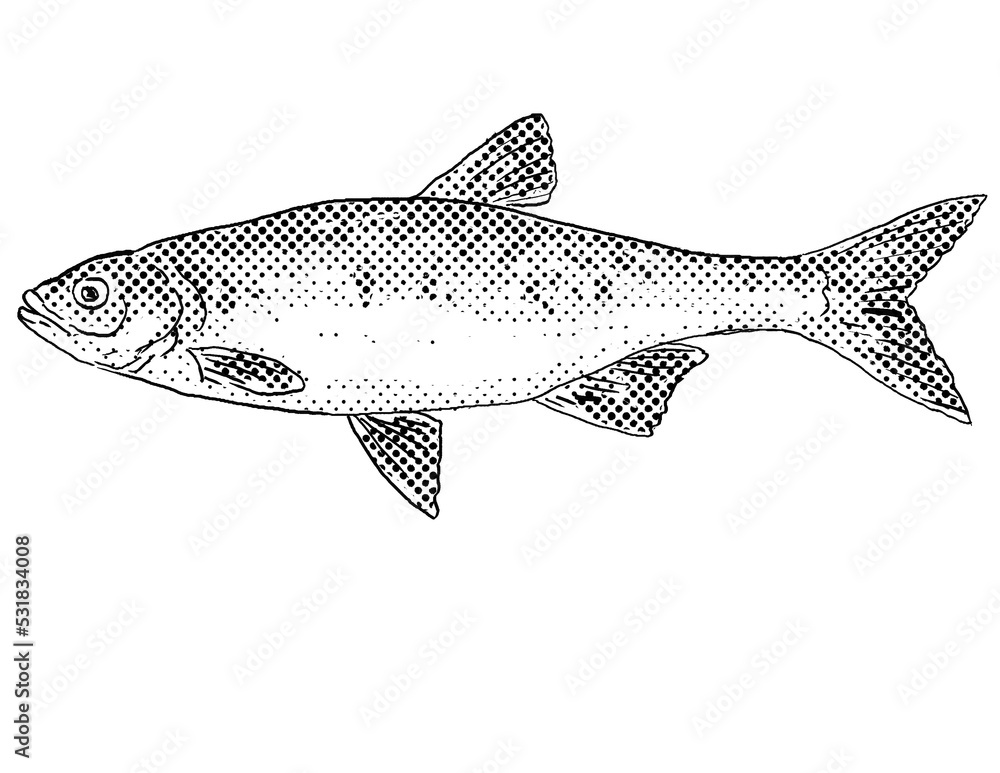 Cartoon style line drawing of a redfin shiner or Lythrurus umbratilis a ...