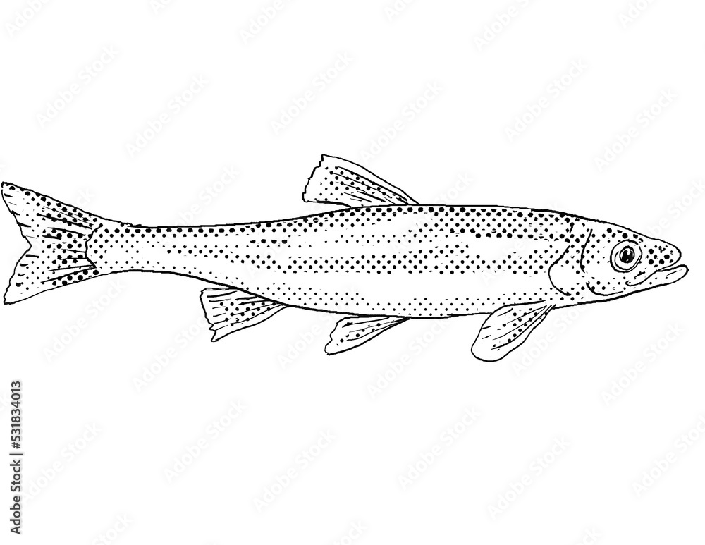 Cartoon style line drawing of a redside dace or Clinostomus elongatus a ...