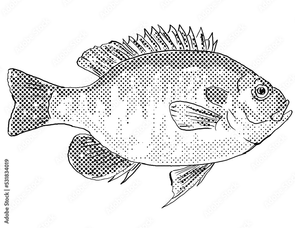 Cartoon style line drawing of a redspotted sunfish Lepomis miniatus or ...