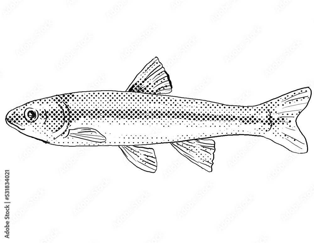 Cartoon style line drawing of a river chub or Nocomis micropogon a ...