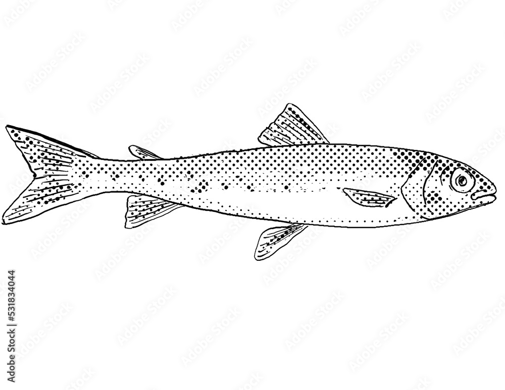 Cartoon style line drawing of a round whitefish or Prosopium ...