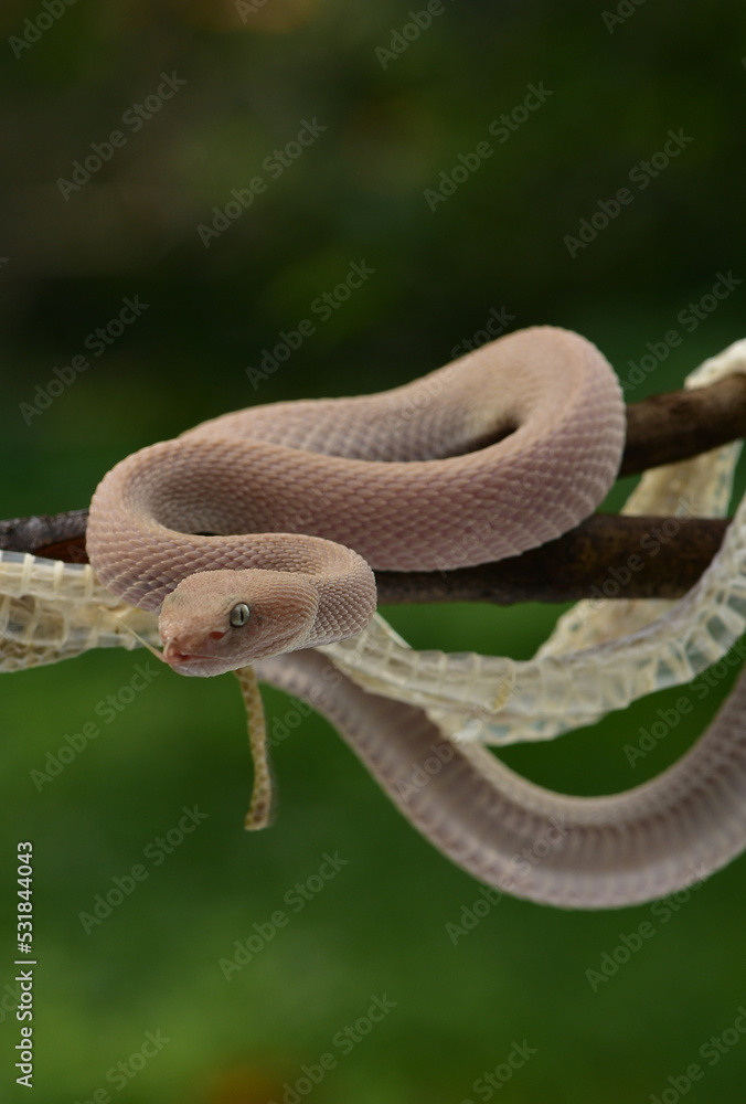 Trimeresurus purpureomaculatus is a venomous pit viper species native ...