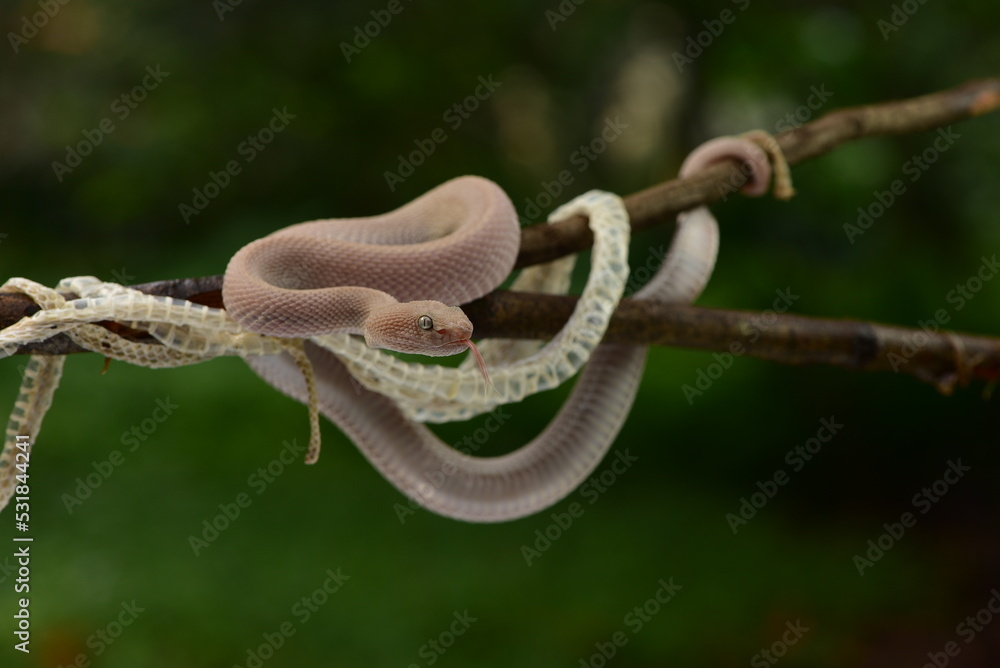 Trimeresurus purpureomaculatus is a venomous pit viper species native ...