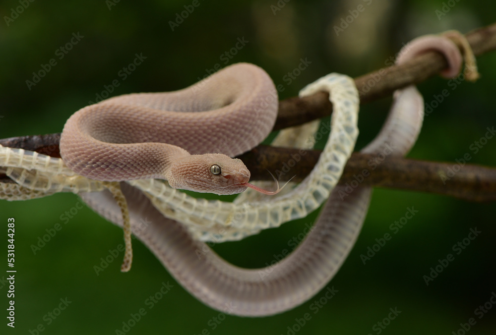Trimeresurus purpureomaculatus is a venomous pit viper species native ...