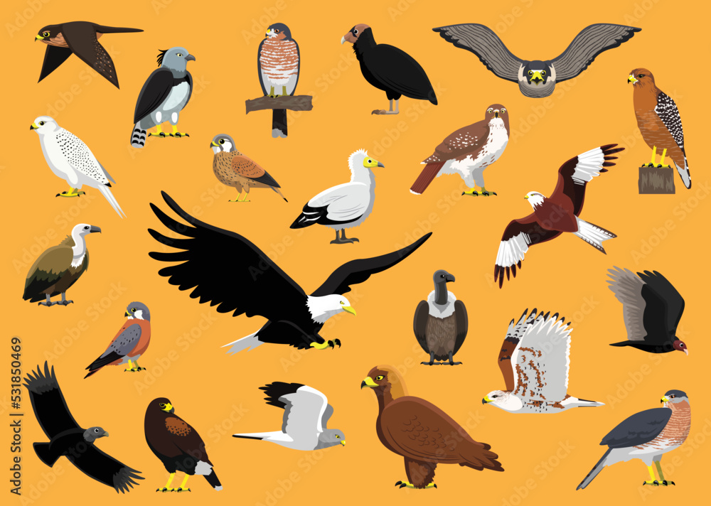 Bird of Prey Characters Hawk Eagle Vulture Falcon Cartoon Vector ...