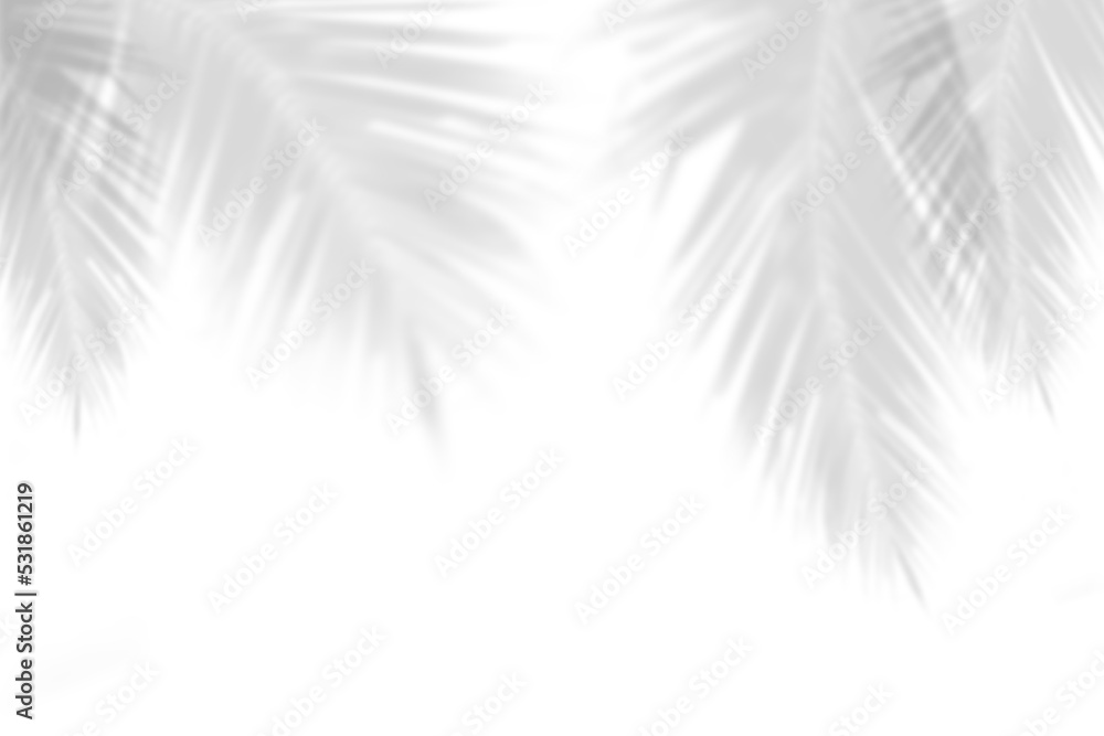 Abstract gray shadow background of natural palm leaves falling on white ...