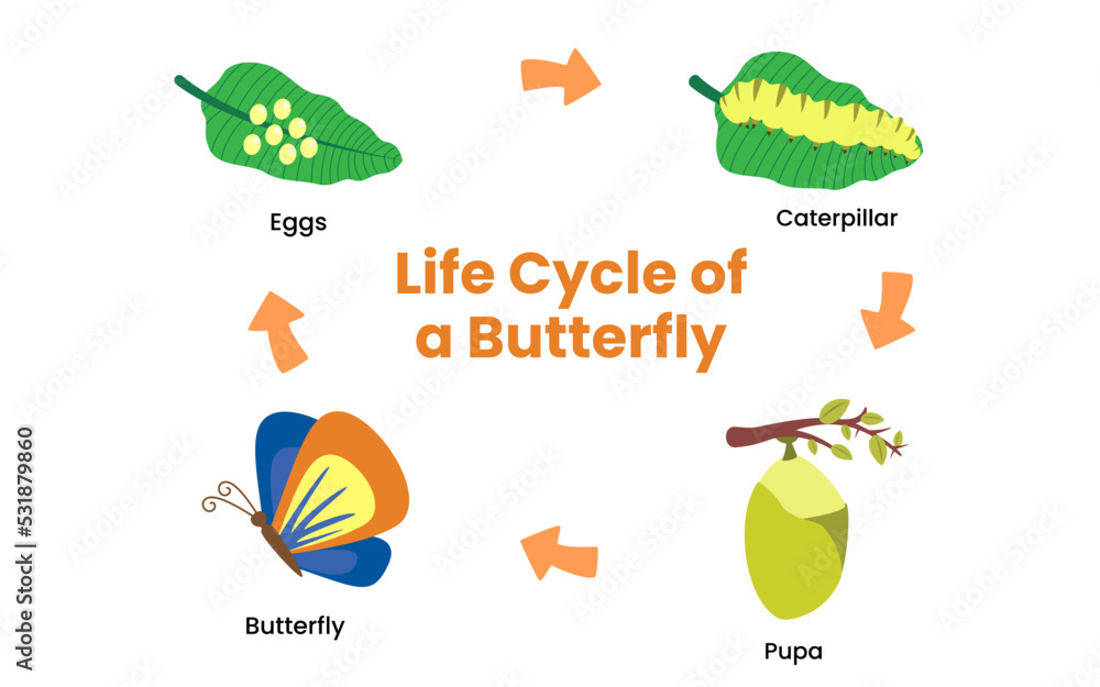 Vector illustration of life cycle of a butterfly Insect metamorphosis ...