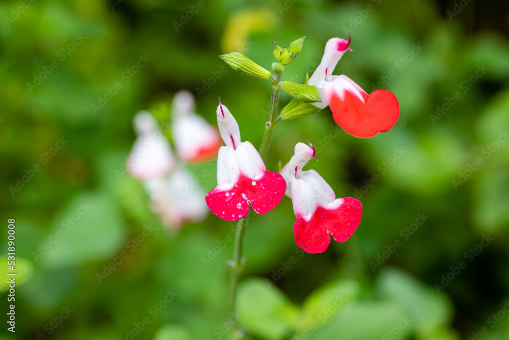 Salvia microphylla Hot Lips flowers grown in a garden Stock Photo ...