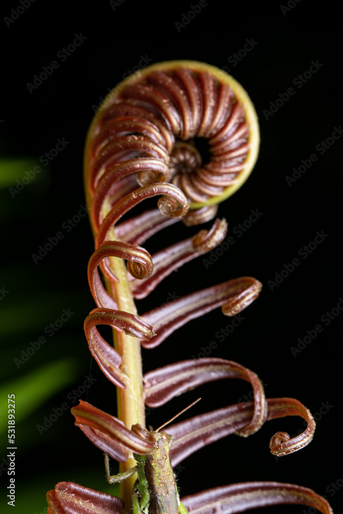 Young new fern-coiled fiddleheads uncoil and expand into fronds that ...