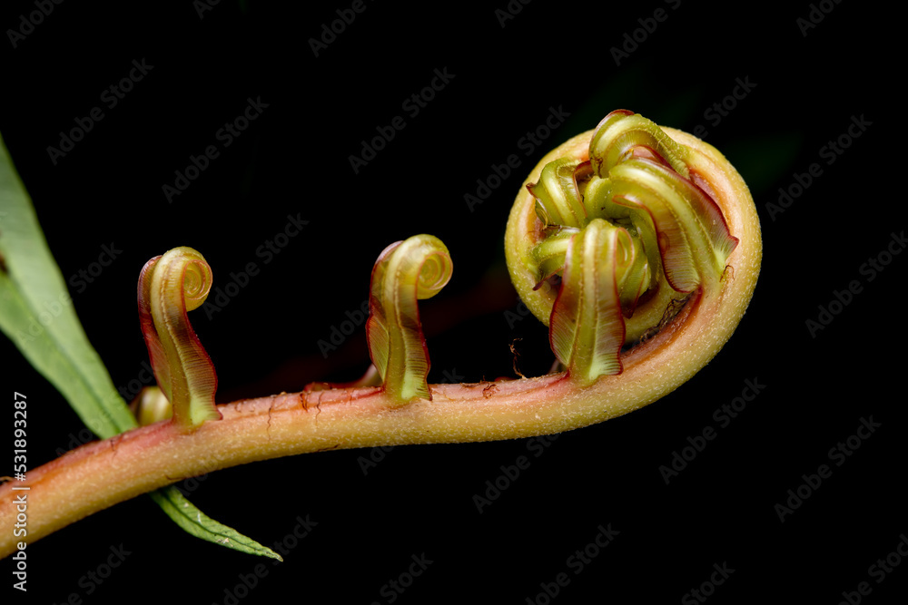 Young new fern-coiled fiddleheads uncoil and expand into fronds that ...
