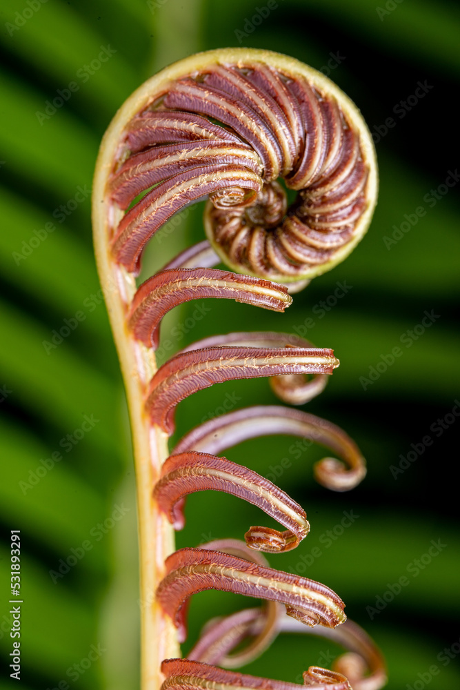 Young new fern-coiled fiddleheads uncoil and expand into fronds that ...