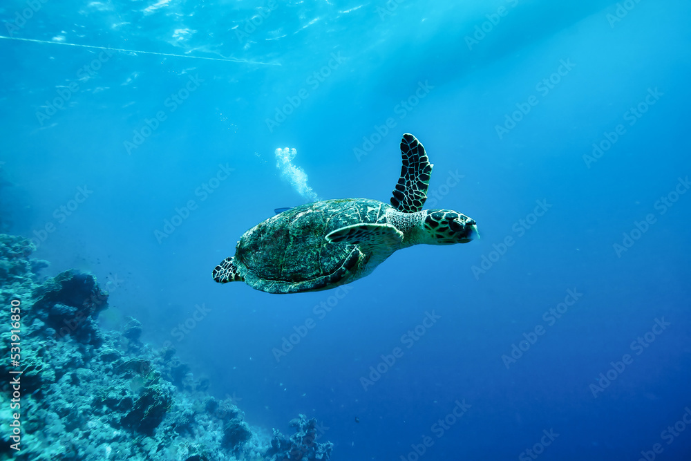 Green sea Turtle (Testudines) mammal swimming in tropical underwaters ...