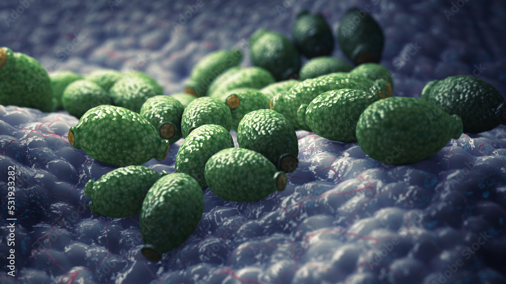 Candida albicans, yeast stage. Candida albicans is a single cell fungus ... Candida albicans, yeast stage. Candida albicans is a single cell fungus ...